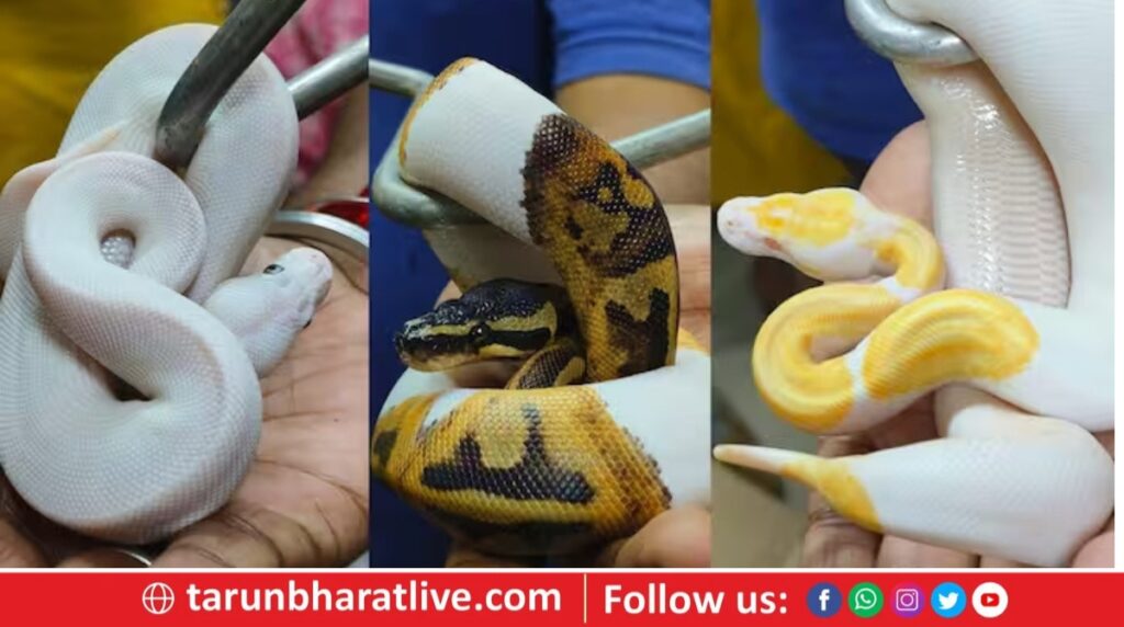 Snake smuggling : मुंबई विमानतळावरून बिस्कीट, केकच्या पाकिटातून सापांची तस्करी, बँकॉक वरून ...
